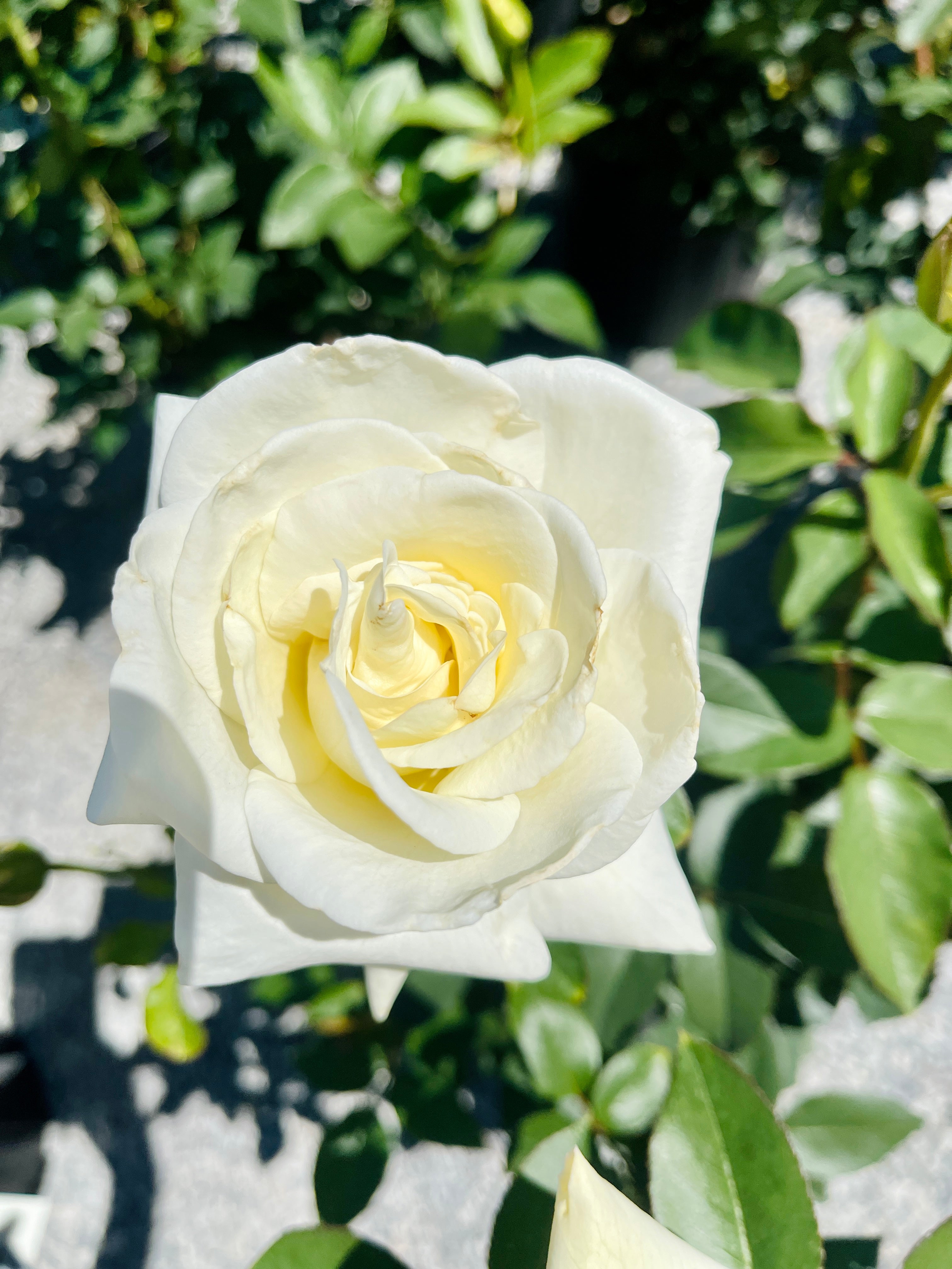 Roses – Shop DeWaynes