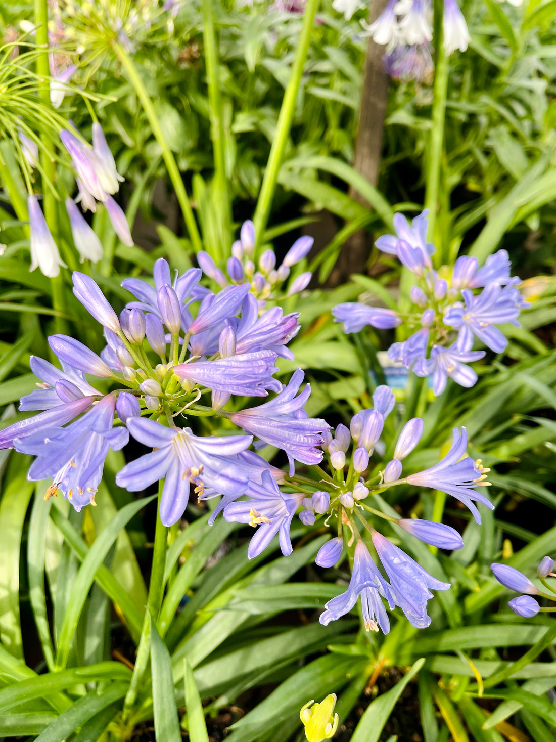 About Us – Shop DeWaynes