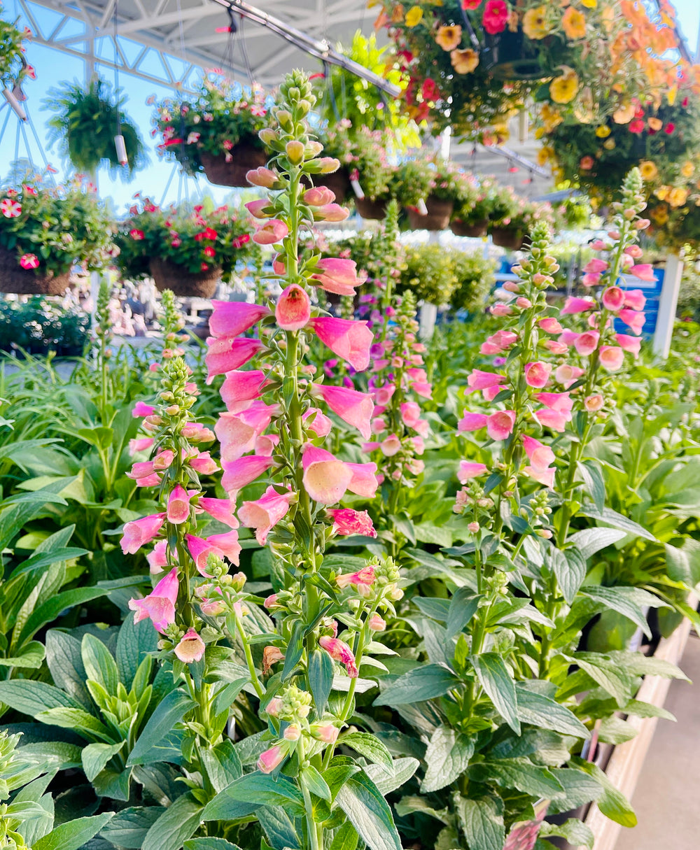 DeWayne's Home and Garden Store – Shop DeWaynes