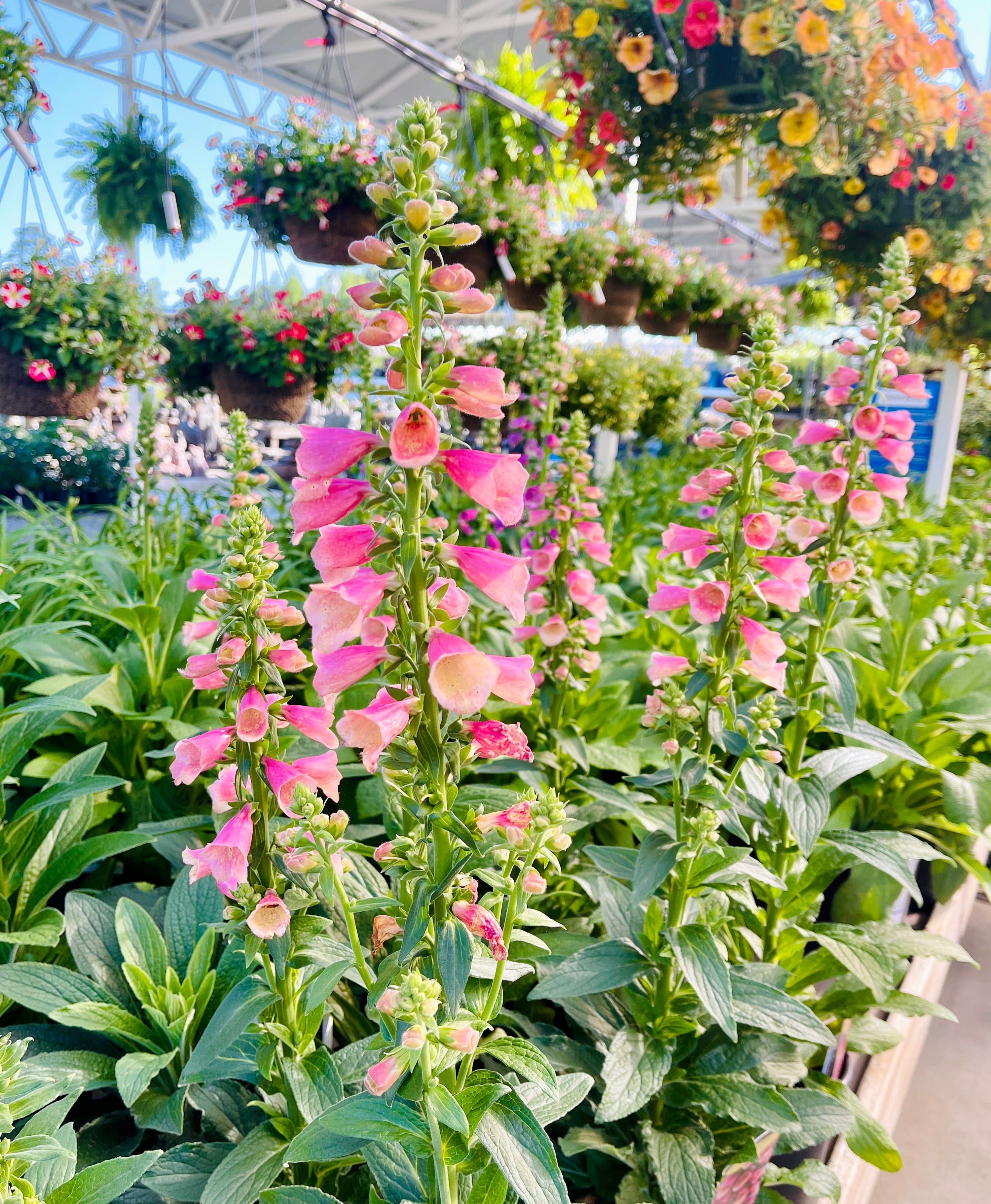 DeWayne's Home and Garden Store – Shop DeWaynes
